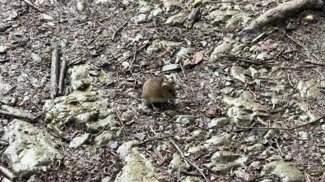 Field Mouse Images – Browse 19,578 Stock Photos, Vectors, and Video ...