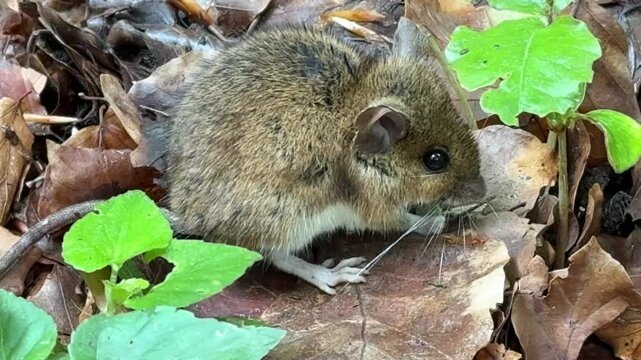 Field Mouse Images – Browse 19,578 Stock Photos, Vectors, and Video ...