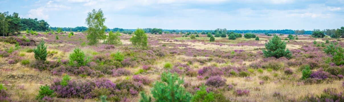 รูปภาพ"Heide – เลือกดูภาพถ่ายสต็อก เวกเตอร์ และวิดีโอ47,220 | Adobe Stock