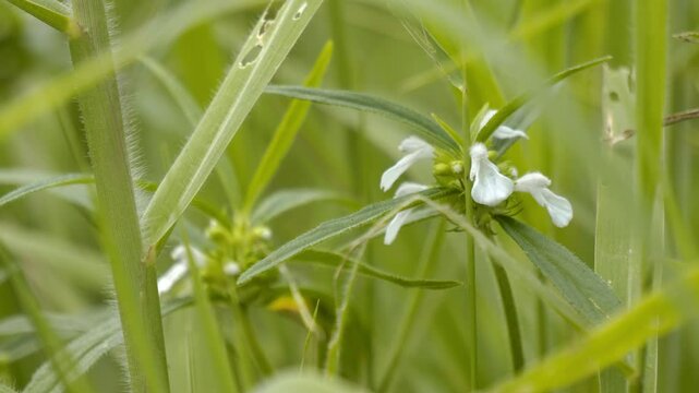 Onam Images – Browse 25,395 Stock Photos, Vectors, and Video | Adobe Stock