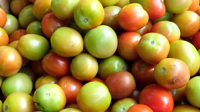 "Tomato Farming" Images – Browse 587 Stock Photos, Vectors, and Video ...