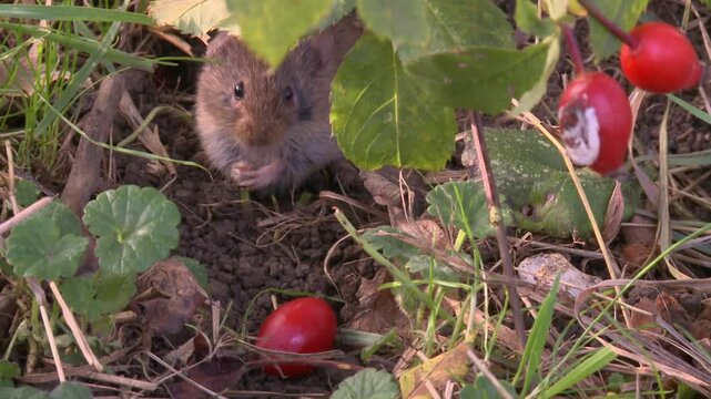 Field Mouse Images – Browse 19,578 Stock Photos, Vectors, and Video ...