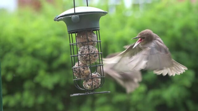Starling In Flight Images – Browse 48,131 Stock Photos, Vectors, and Video | Adobe Stock