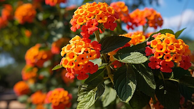 "Coastal Vegetation" Images – Browse 2,025 Stock Photos, Vectors, and ...