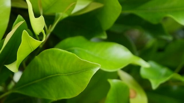 Clove Leaf Images – Browse 341,113 Stock Photos, Vectors, and Video ...