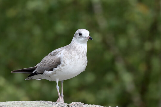 "Common Gull" Images – Browse 36,492 Stock Photos, Vectors, and Video ...