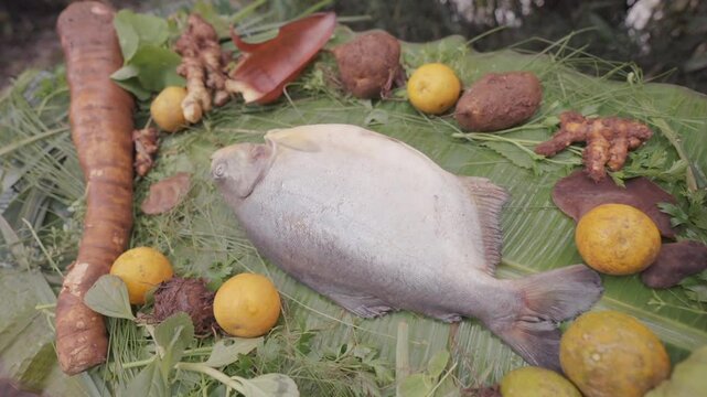 "Pacu Fish" Images – Browse 960 Stock Photos, Vectors, and Video ...