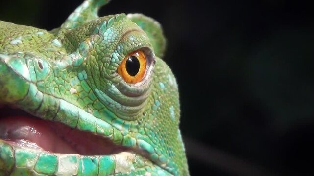 "Basiliscus Plumifrons" Images – Browse 1,538 Stock Photos, Vectors ...