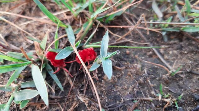 "Red Bugs" Images – Browse 3,792 Stock Photos, Vectors, and Video ...