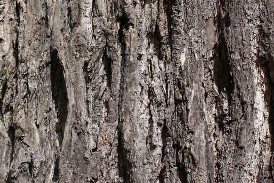 Eschenbaum-Bilder: Stock-Fotos & -Videos. | Adobe Stock