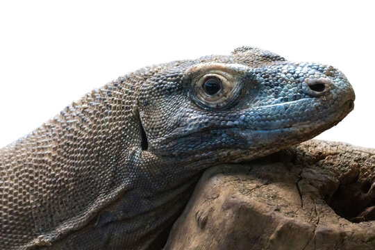 "Dragon Vector" Images – Browse 3,317 Stock Photos, Vectors, and Video ...