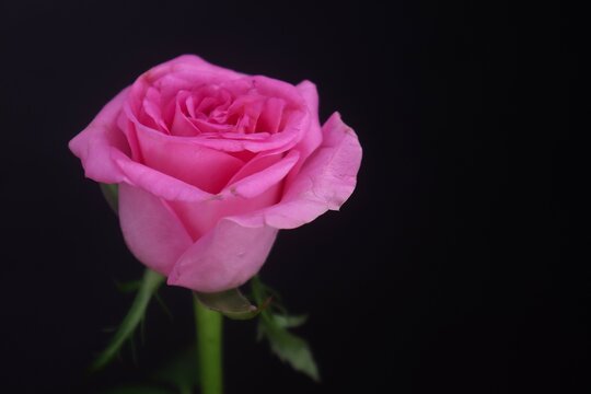 "Rose Isolated" Images – Browse 1,081 Stock Photos, Vectors, and Video ...