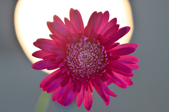 "Transvaal Daisy" Images – Browse 20,392 Stock Photos, Vectors, and ...