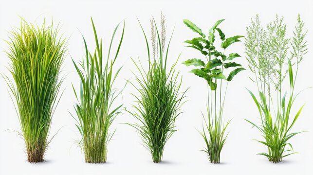 Grass No Background Images – Browse 47,303 Stock Photos, Vectors, and ...