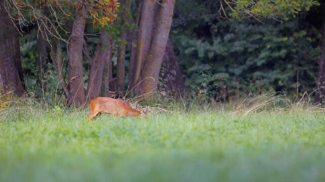 Foraged Images – Browse 318,087 Stock Photos, Vectors, and Video ...