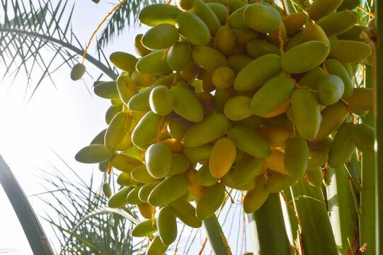 รูปภาพ"Green Dates" – เลือกดูภาพถ่ายสต็อก เวกเตอร์ และวิดีโอ106 | Adobe ...