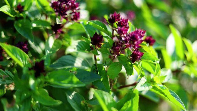 Charly Logo Stock Videos – 2 HD & 4K Footage Clips | Adobe Stock