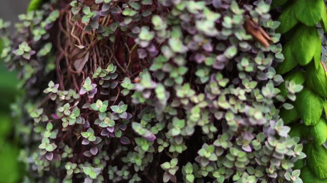 Charly Logo Stock Videos – 2 HD & 4K Footage Clips | Adobe Stock