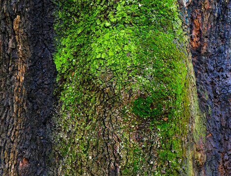 「Forrest Texture」の写真素材 | 10,267件の無料イラスト画像 | Adobe Stock