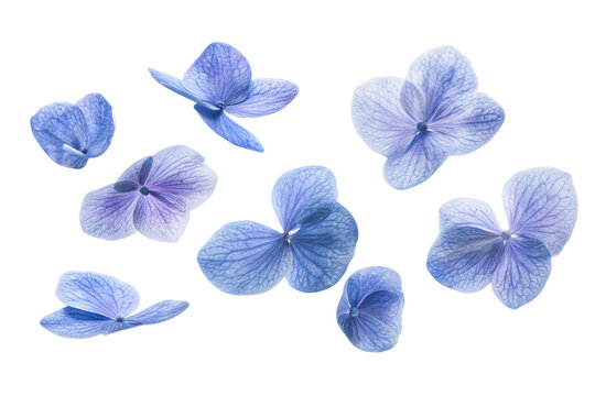 "Hydrangea Flowers" Images – Browse 9,923 Stock Photos, Vectors, and ...