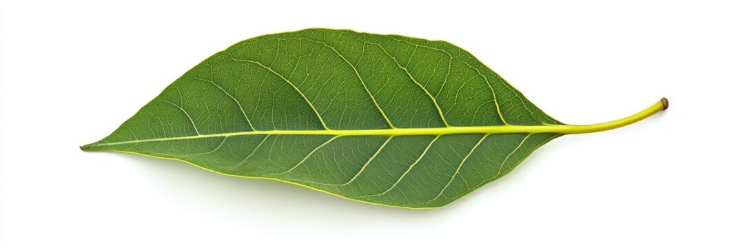 "Peepal Leaf" Images – Browse 42 Stock Photos, Vectors, and Video ...