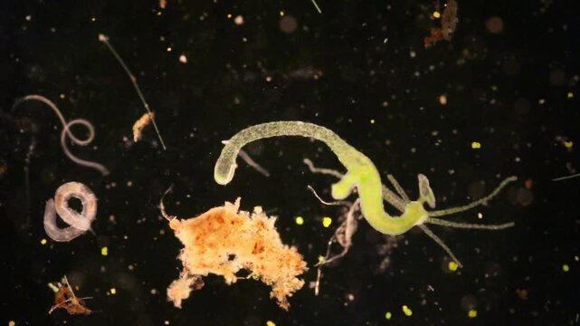 "Hydra Vulgaris" Images – Browse 249 Stock Photos, Vectors, and Video ...