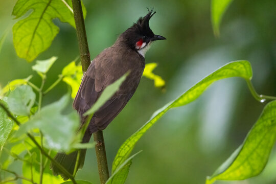 "Crested Bulbul" Images – Browse 2,484 Stock Photos, Vectors, and Video ...
