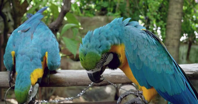 "Blue-And-Gold Macaw" Images – Browse 30,932 Stock Photos, Vectors, and ...