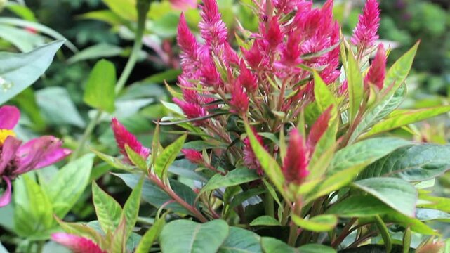 Love-Lies-Bleeding Images – Browse 2,805 Stock Photos, Vectors, and ...