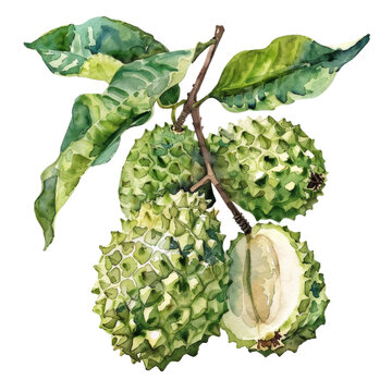 「Genip」の写真素材 | 855件の無料イラスト画像 | Adobe Stock