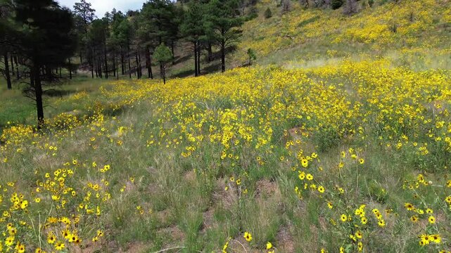 "Sunflower Fields" Images – Browse 3,890 Stock Photos, Vectors, and ...