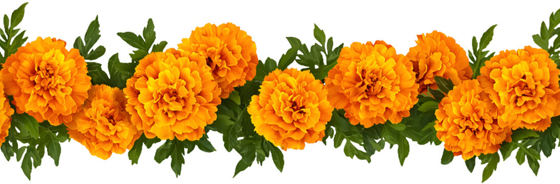 Imágenes de Cempasúchil: descubre bancos de fotos, ilustraciones ...