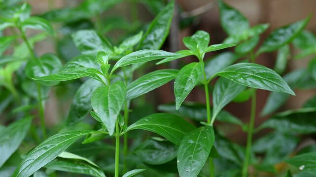 "Andrographis Paniculata" Images – Browse 2,978 Stock Photos, Vectors ...