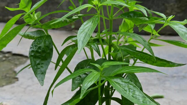 "Andrographis Paniculata" Images – Browse 2,978 Stock Photos, Vectors ...