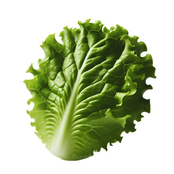 "Lettuce Top View" Images – Browse 44 Stock Photos, Vectors, and Video ...