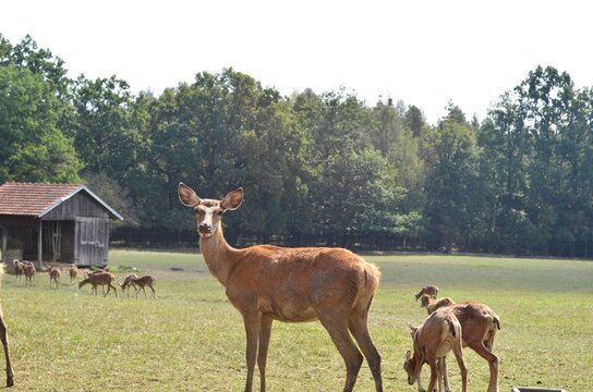 Www Google 影像 瀏覽 630 個素材庫相片 向量圖和影片 Adobe Stock