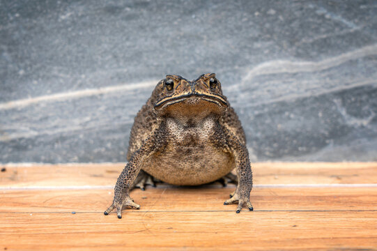 Class Amphibia Toad Amphibians Vs. Reptiles: What's The Difference?