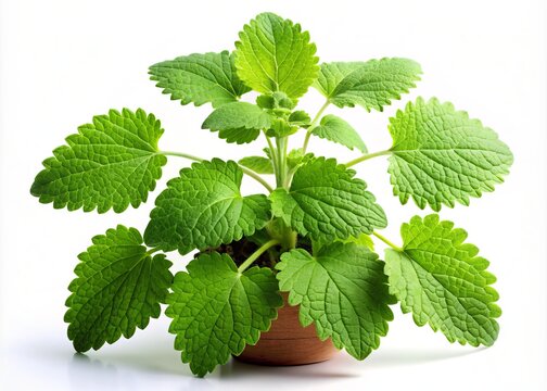 「Catnip Plant」の写真素材 | 5,442件の無料イラスト画像 | Adobe Stock