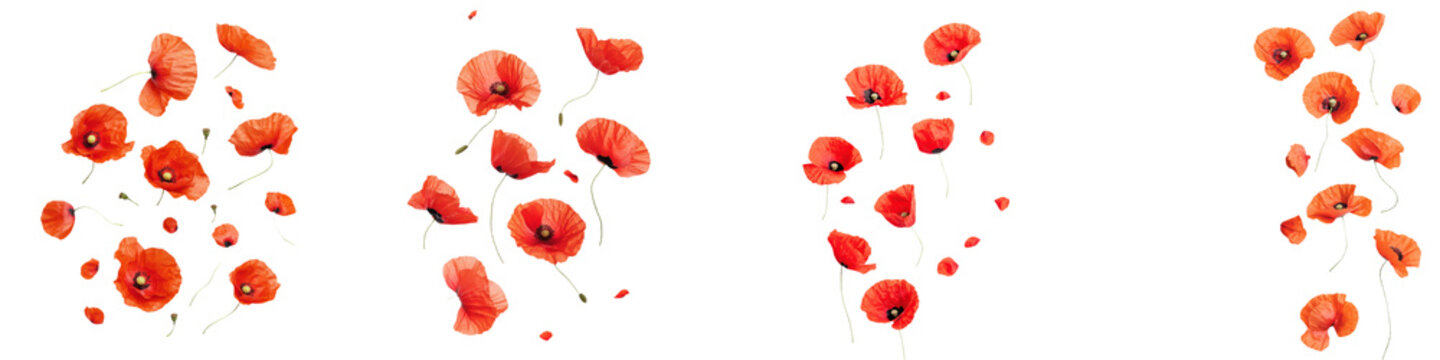 「けしの花」の写真素材 | 678,426件の無料イラスト画像 | Adobe Stock