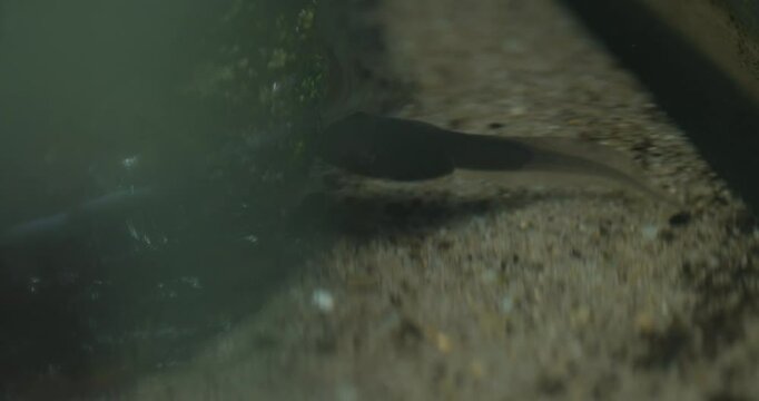 รูปภาพTadpole – เลือกดูภาพถ่ายสต็อก เวกเตอร์ และวิดีโอ18,909 | Adobe Stock