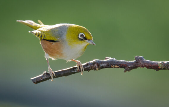 "Zosterops Lateralis" Images – Browse 897 Stock Photos, Vectors, and ...