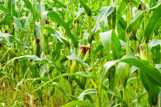 "Maize Crop" Images – Browse 444 Stock Photos, Vectors, and Video ...