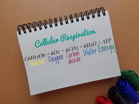 "Aerobic Respiration" Images – Browse 5,013 Stock Photos, Vectors, and ...
