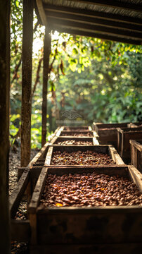 Cacao Fermentation Images – Browse 879 Stock Photos, Vectors, and Video ...
