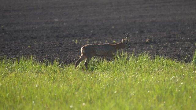 "Western Roe Deer" Images – Browse 93,545 Stock Photos, Vectors, and ...