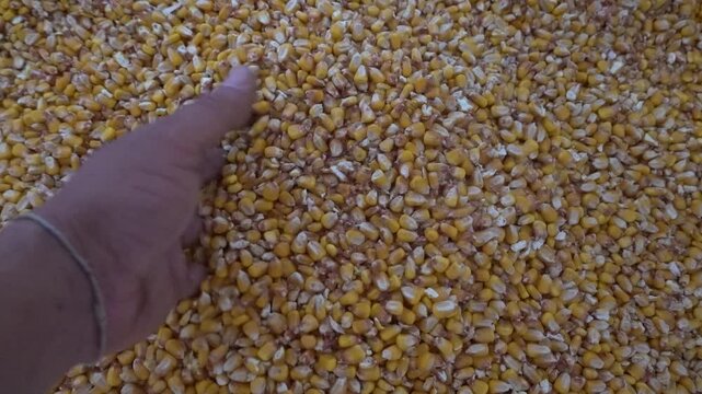 "Shelled Corn" Images – Browse 67 Stock Photos, Vectors, and Video ...