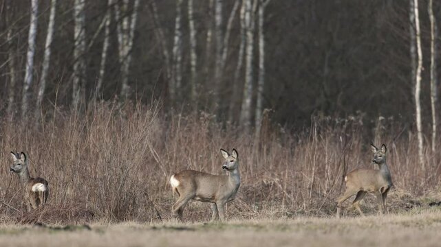 "Western Roe Deer" Images – Browse 93,545 Stock Photos, Vectors, and ...