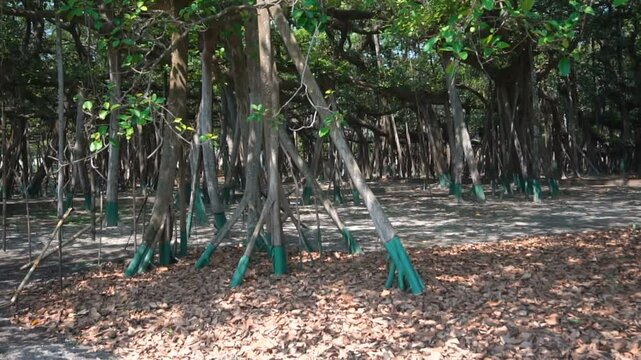 "Ficus Benghalensis" Images – Browse 26,304 Stock Photos, Vectors, and ...