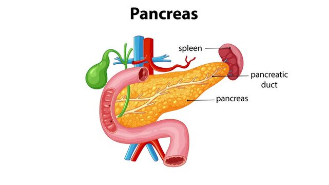 "Pancreatic Ducts" Images – Browse 452 Stock Photos, Vectors, and Video ...