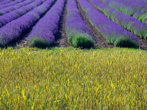 "Purple Corn Imagens – Procure 25,031 fotos, vetores e vídeos | Adobe Stock